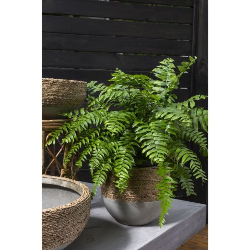 HW Home - Furniture Store | Online Store | Custom Furniture-Reed Pot ...